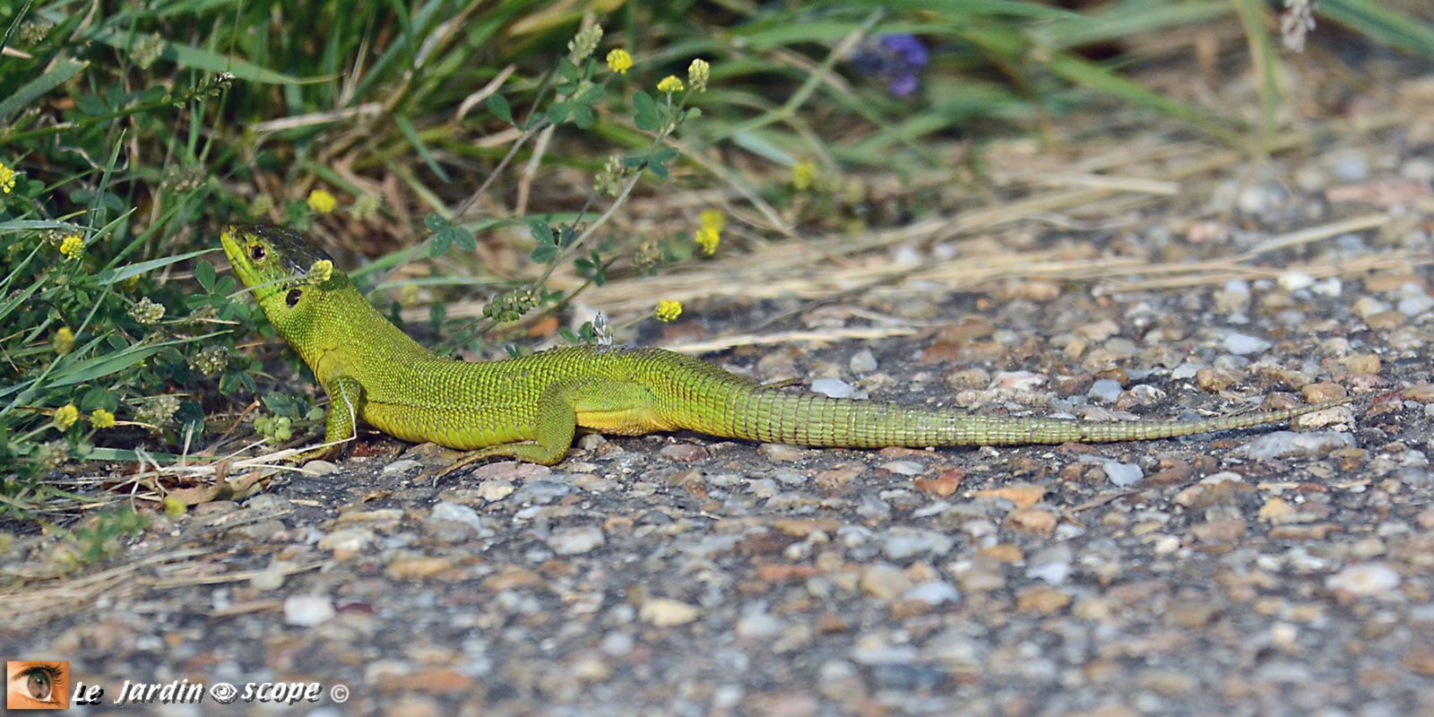 Lézard vert alias Lacerta viridis et Lacerta bilineata