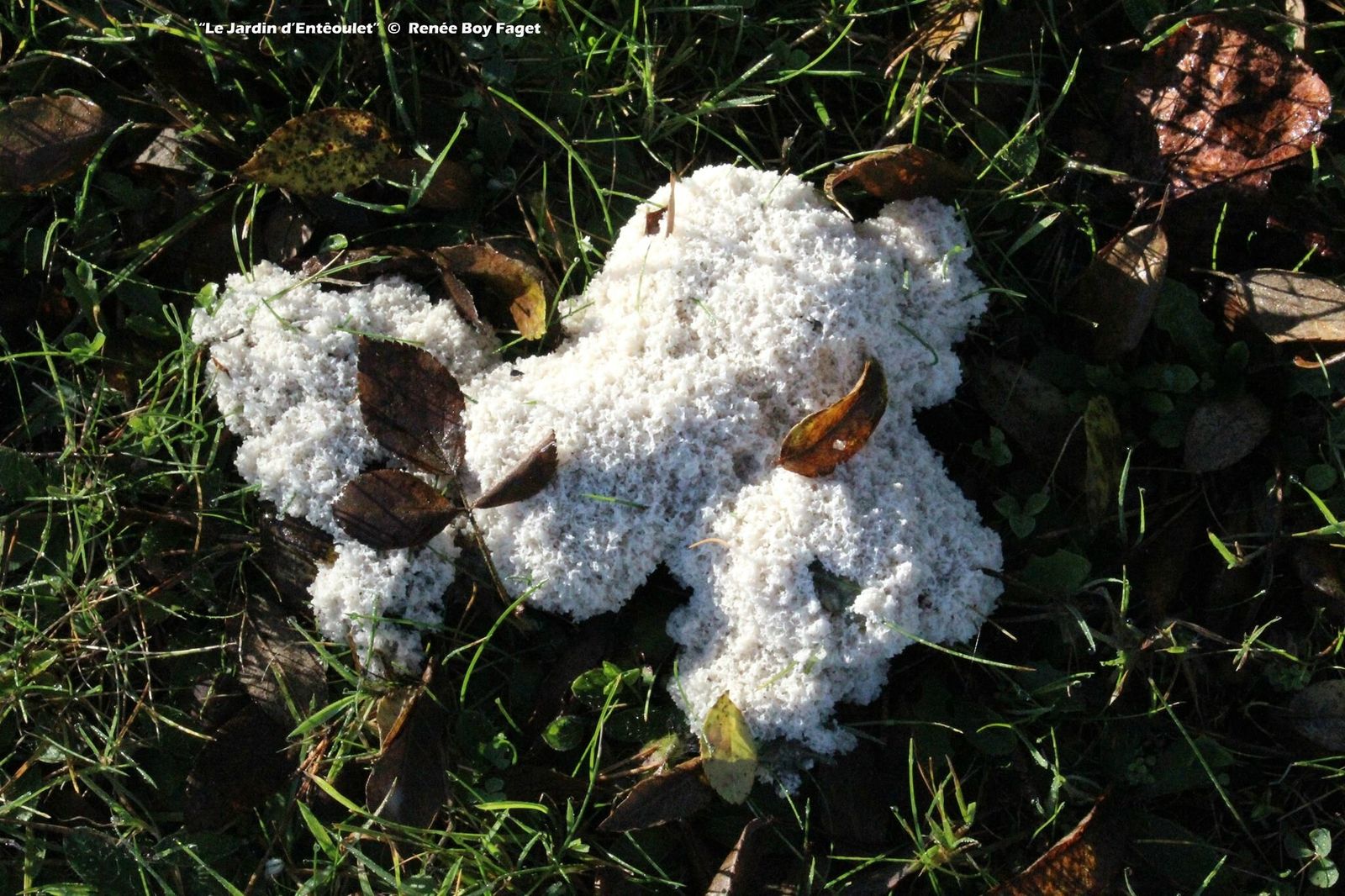 physaraceae - Le JardinOscope, toute la flore et la faune de nos parcs ...