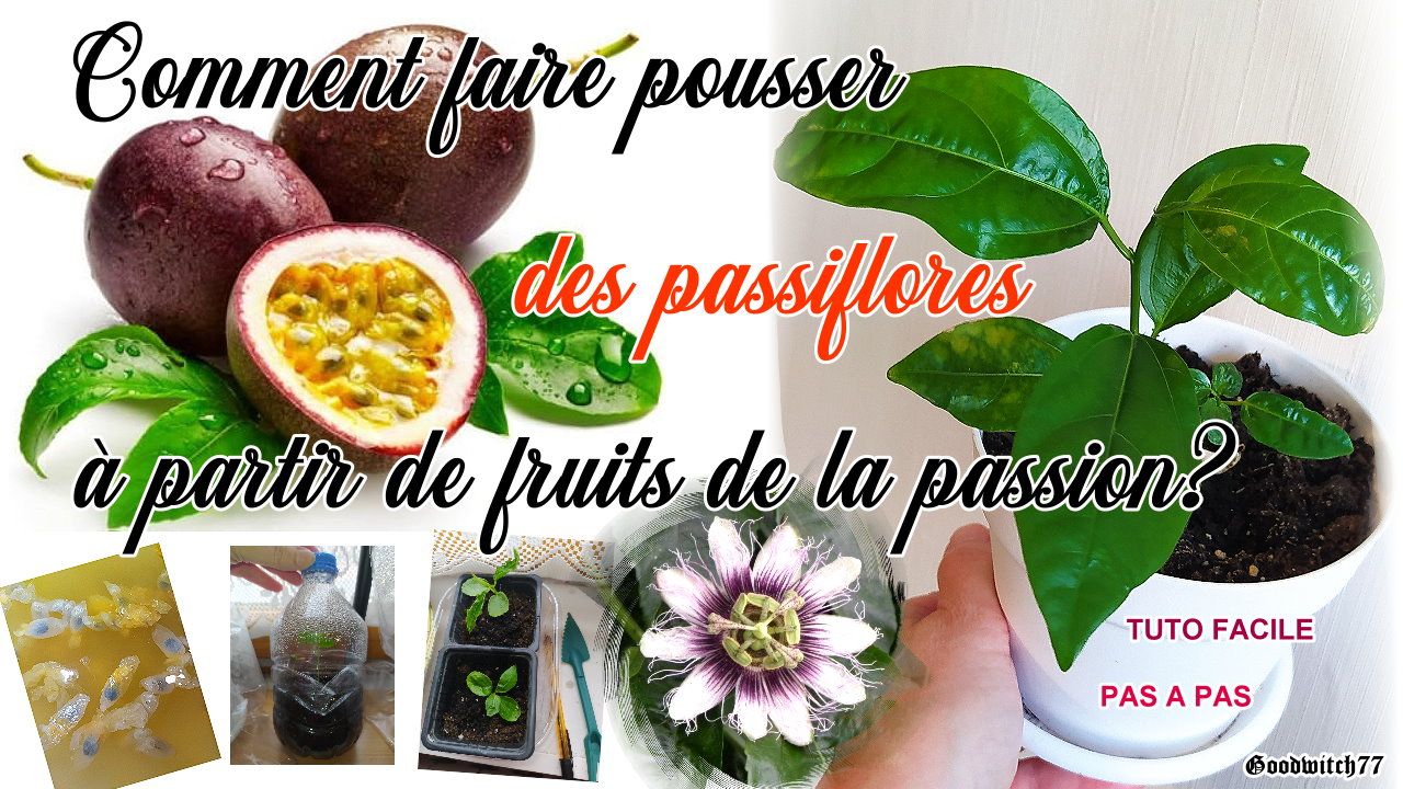 Comment faire pousser une passiflore à partir d'un fruit de la passion ...